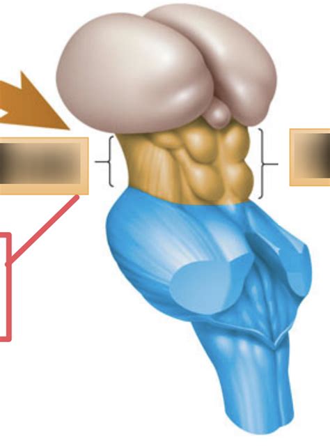 Midbrain Ch 3 The Brain And Behavior Part 2 Diagram Quizlet