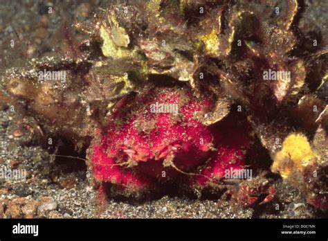 Grumpy Sponge Crab With Anothe Smaller Oe Next To It Mclaydromia Dubia
