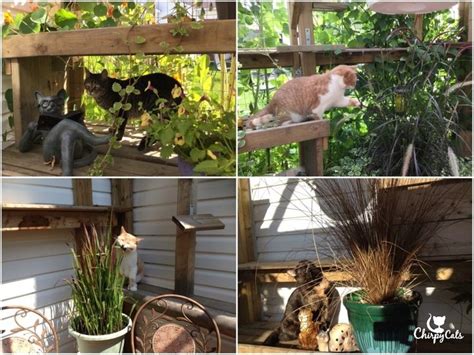 A Cat Safe Garden Of Non Toxic Plants Your Cats Will Love Cat Safe Plants Toxic Plants For