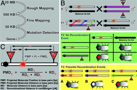 Simple Fruit Fly Gene Map