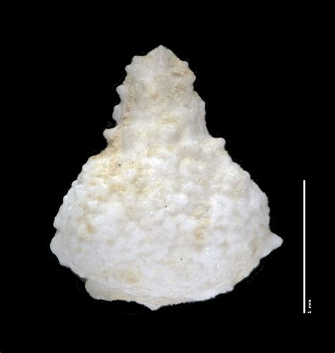 Cryptantha Auriculata