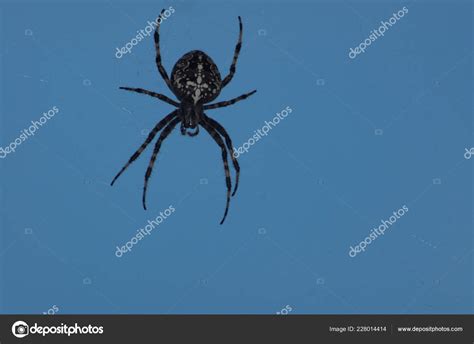 Паук С Белым Рисунком На Спине Фото — Картинки фотографии