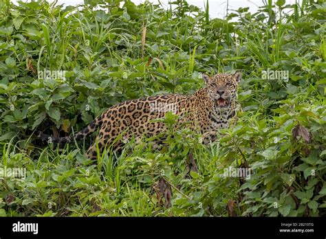 Jaguar Panthera Onca Looking Searching From The Shore Vegetation