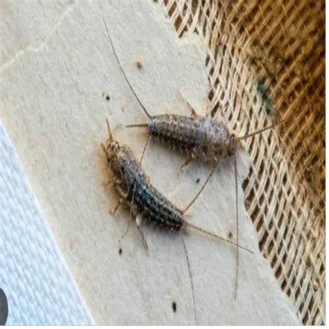 Silverfish Control Service In Bengaluru Id 2850565111291