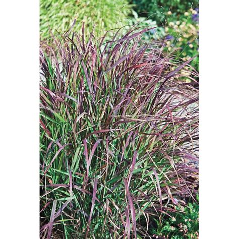 Spring Hill Nurseries Prairie Flame Grass In Bareroot 80442 At