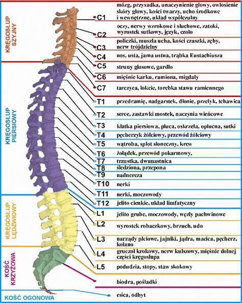 co mówią dolegliwości kręgosłupa Health advice Natural medicine Medical education