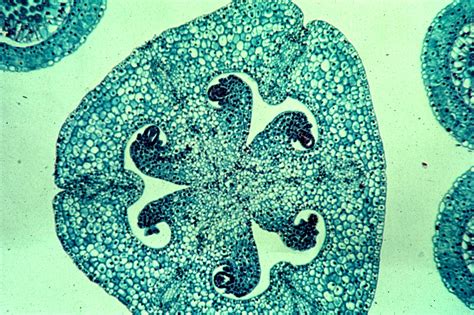Angiosperms Large Images Page 2