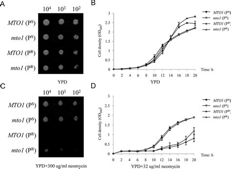 Phenotypes Of Different Yeast Strains A Spot Assay Of Four Yeast Download Scientific Diagram