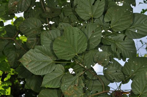 Octomeles Sumatrana Tetramelaceae