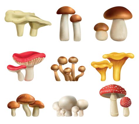 Mushrooms Realistic Set 13489381 Vector Art At Vecteezy