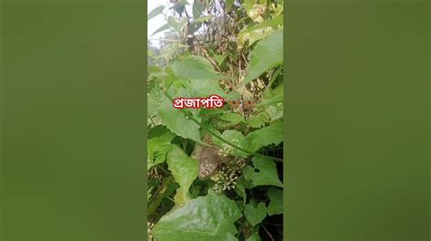 প্রজাপতির 🦋 মিলন Butterfly Travel Bangladeshisbeautiful Agriculture