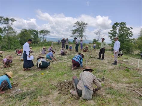 ဆင်ပေါင်ဝဲမြို့နယ်၌ တစ်အိမ်ထောင်လျှင် ကျွန်း ၃ ပင်၊ သစ်မာ ၂၀ ပင်၊ ပြည်သူဗဟိုပြုစိုက်ခင်းတွင် က