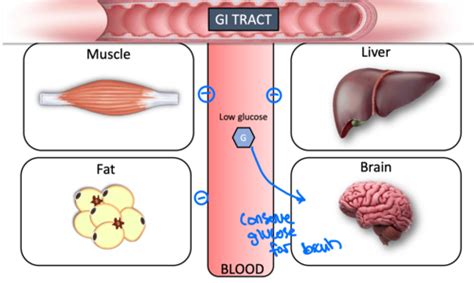 Class 38 Post Absorptive State Flashcards Quizlet