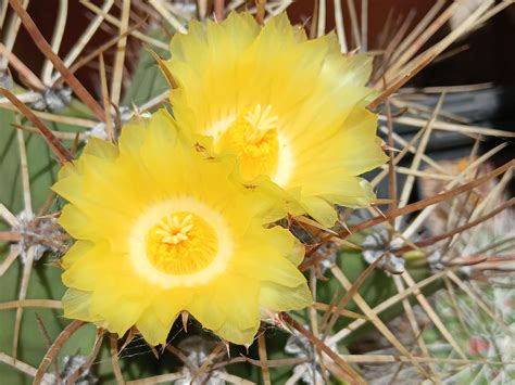 20 Yr Old Astrophytum Ornatun Var Glabrescens Showing Off Her
