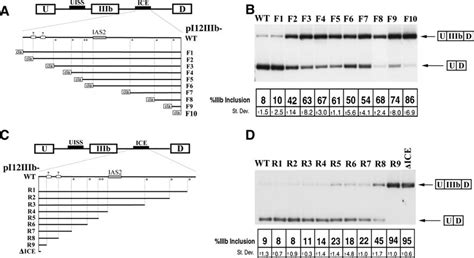 Deletion Analysis Of The Intronic Control Element A Schematic Of The