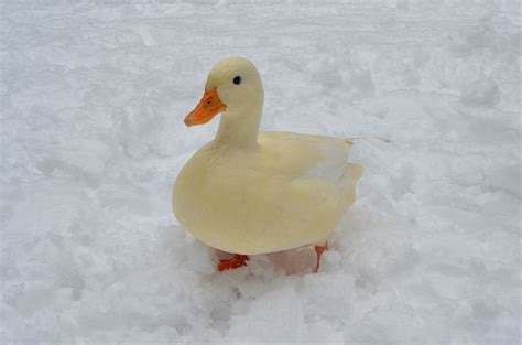 コールダック 鳥ーズ鳥リスト
