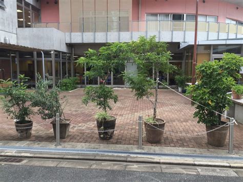 介護老人保健施設アーバンケア 植木も散髪してスッキリしました