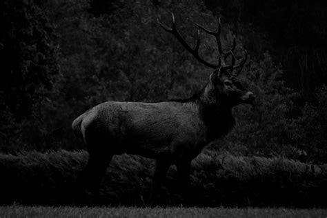 News — Antler Bio