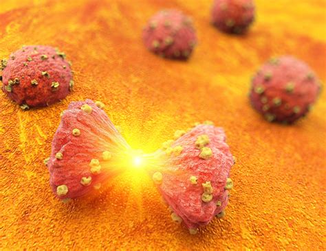 The Management Of Relapsed And Refractory Multiple Myeloma