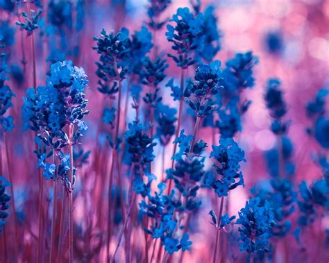 壁紙 ブルーラベンダーの花、紫色のボケ味 1920x1200 無料のデスクトップの背景 画像
