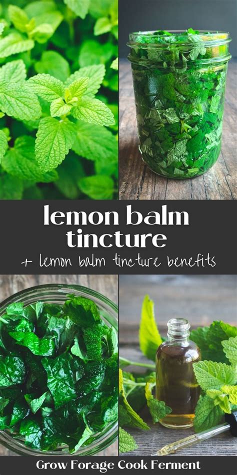 How To Make Lemon Balm Tincture Medicinal Herbs Garden Healing Herbs Herb Tinctures