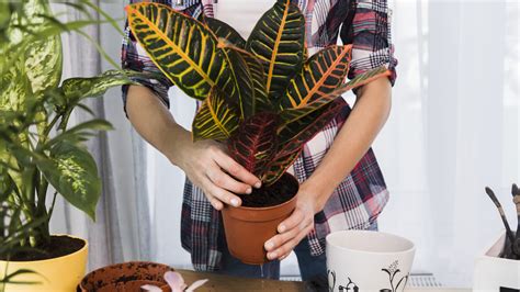 Cuida Tus Plantas En Macetas Consejos Para Un Crecimiento Saludable