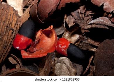 Naked Seeds Images Stock Photos Vectors Shutterstock