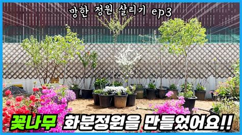 화분에 심은 꽃나무 잘 키우는 꿀팁 화분정원 장단점 Youtube