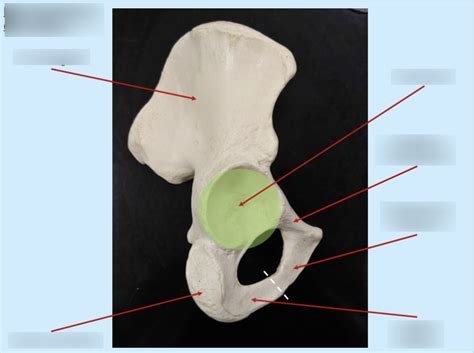 Pelvis Innominate Bone Lateral Diagram Quizlet