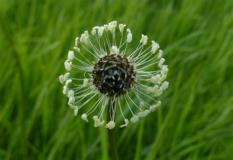 Ribwort Plantain A Tramp In The Woods