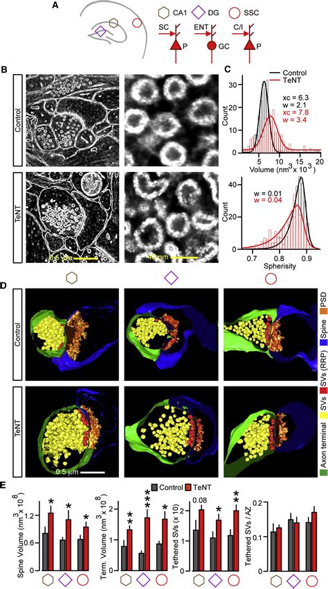 Assembly Of Excitatory Synapses In The Absence Of Glutamatergic