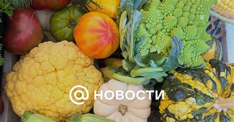 Априум, романеско и брокколини: на московских ярмарках можно купить ...