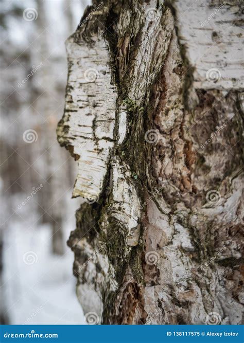 Freakish Views Of A Birch Tree Trunk From A Snow Covered Winter Forest In Russia Stock Image