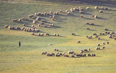 Hampshire Sheep Breed Characteristics Origin Size Weight Price
