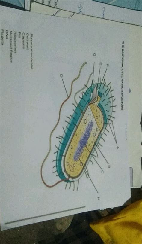 THE BACTERIAL CELL BASIC STRUCTURE StudyX