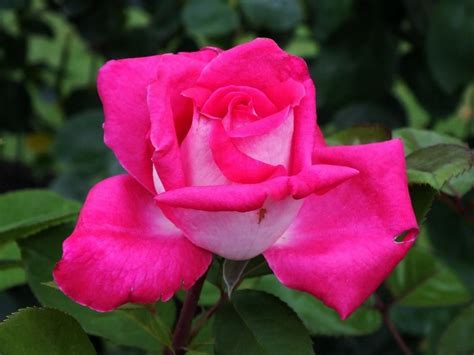 Rose Rosa Charlies Rose In The Roses Database