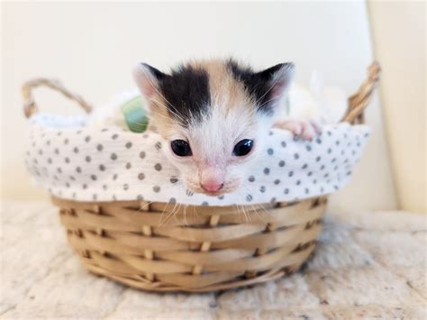 코리안 숏헤어 삼색이 포메라니안성격 말티즈성격 말티푸성격 푸들성격 먼치킨성격 랙돌성격 브리티쉬숏헤어성격 스코티쉬폴드성격 러시안블루성격 강아지성격 고양이성격