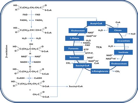 Figure 1 From Use Of Dicarboxylic Acids In Type 2 Diabetes Semantic