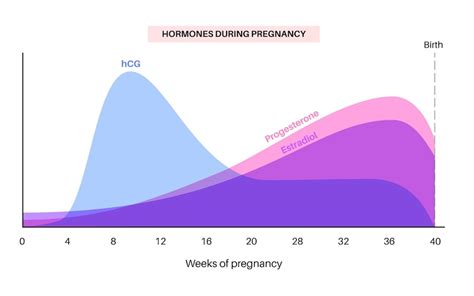 Premium Vector Levels Of Hormones In Pregnancy Infographic Hcg