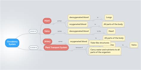 Circulatory System Mindmeister Mind Map