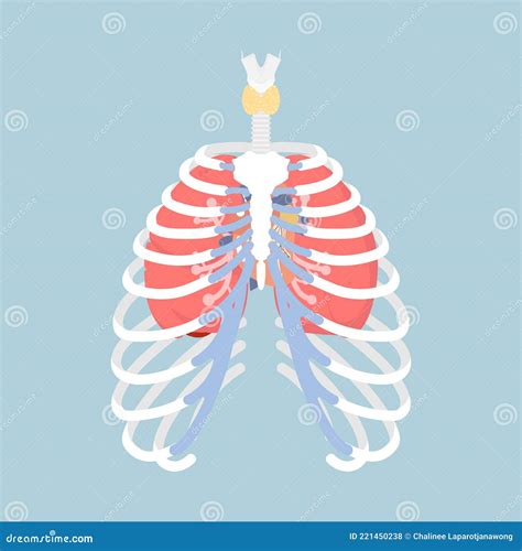 Anatomy Of Human Rib Cage With Lungs And Human Heart Internal Organs Body Part Orthopedic