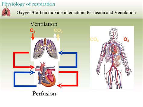 09 Pre Hospital Capnography Ppt