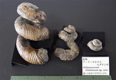 新種アンモナイトを発見 北海道、他地域から移入か サッと見ニュース 産経フォト