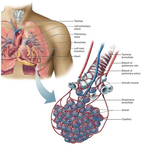 Respiratory System Capillaries