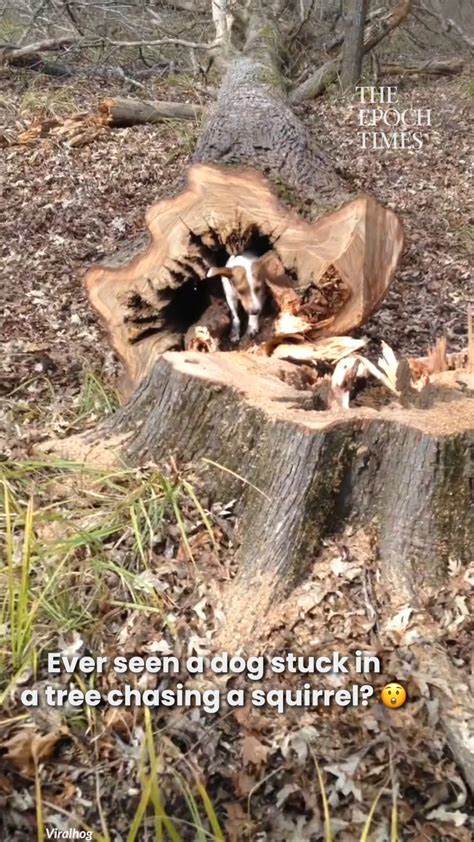 Owl Intimidates Cat With Impressive Display The Cat Has No Fear He