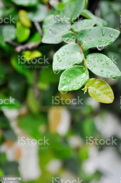 잎 배경 Ficus Pumila 또는 등반 무화과 또는 자연 배경 및 빗방울 0명에 대한 스톡 사진 및 기타 이미지 0명