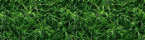 A Fescue Fall Seeding Plan For A Beautiful Lawn All Year