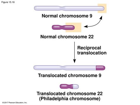 © 2017 Pearson Education Inc Ppt Download