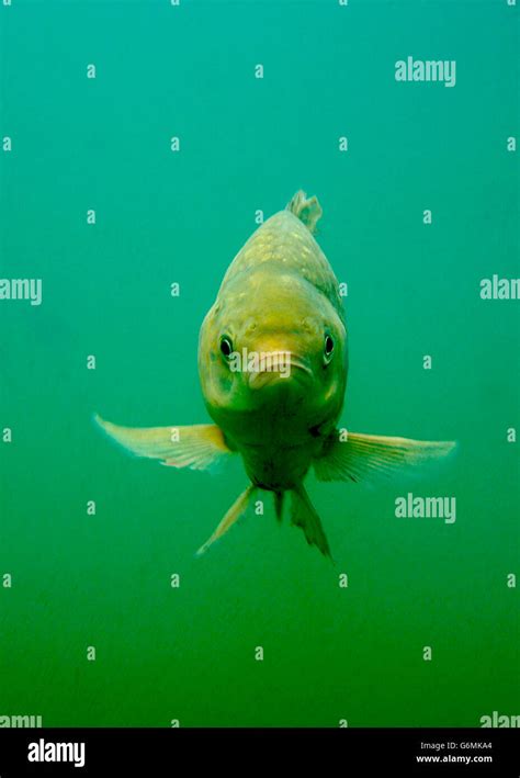 Prussian carp, Baden-Wurttemberg, Germany / (Carassius auratus gibelio ...