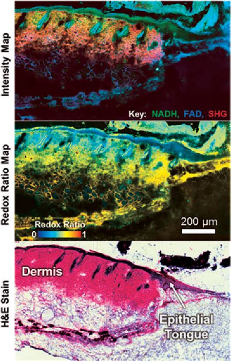 Figure 1 From Evaluating Cell Metabolism Through Autofluorescence